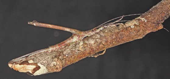 BunyipCo: September 2010