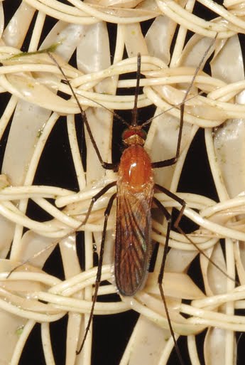 BunyipCo: October 2010