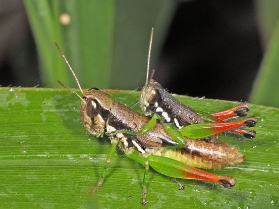 BunyipCo: Rainforest Grasshoppers