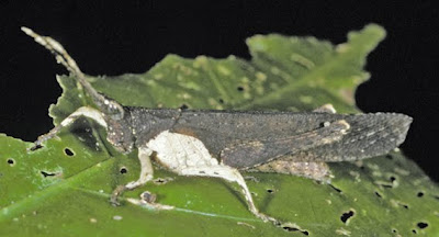 BunyipCo: Rainforest Grasshoppers