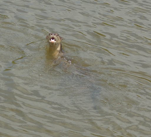 BunyipCo: January 2011