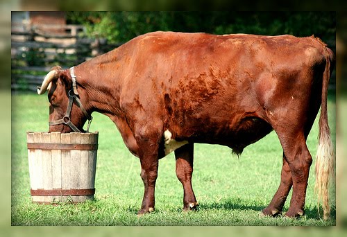 Living In Williamsburg, Virginia: Oxen in Colonial Williamsburg, Virginia