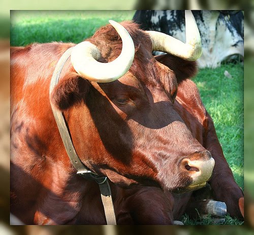 Living In Williamsburg, Virginia: Oxen in Colonial Williamsburg, Virginia