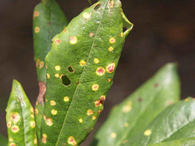 Green Industry News: Rust on Native Azaleas in Nursery