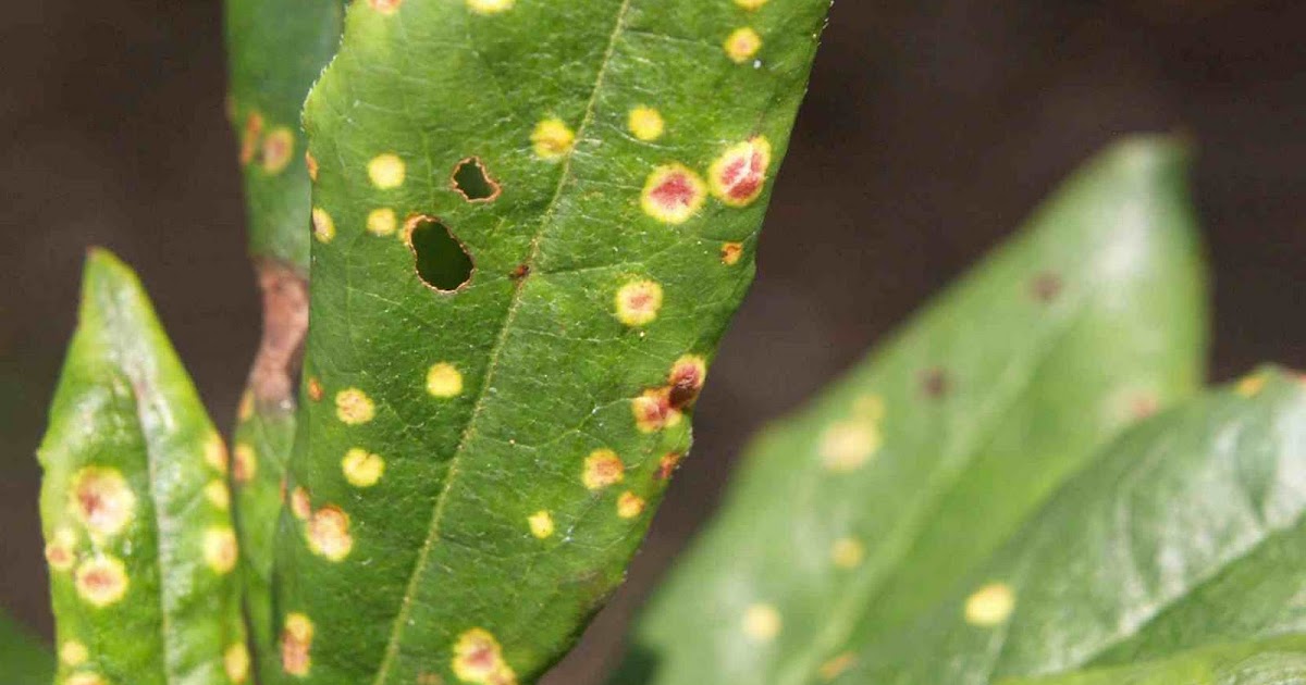Green Industry News: Rust on Native Azaleas in Nursery
