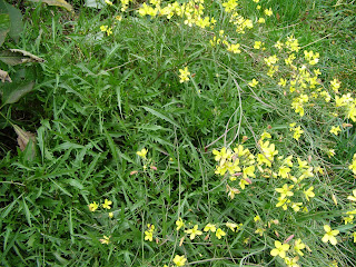Thousand Flower Farm: Wild Arugula