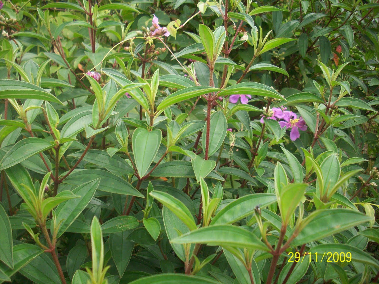 TENGKOLOK HITAM: Pokok Senduduk