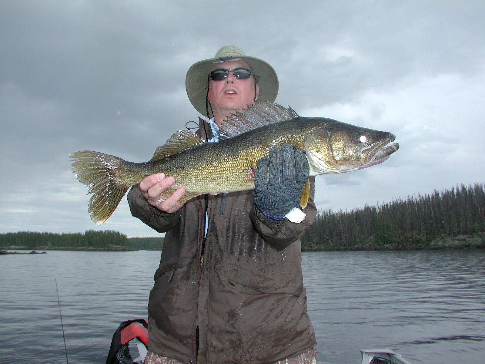 Some BIG Walleye pics! | Amik Outposts