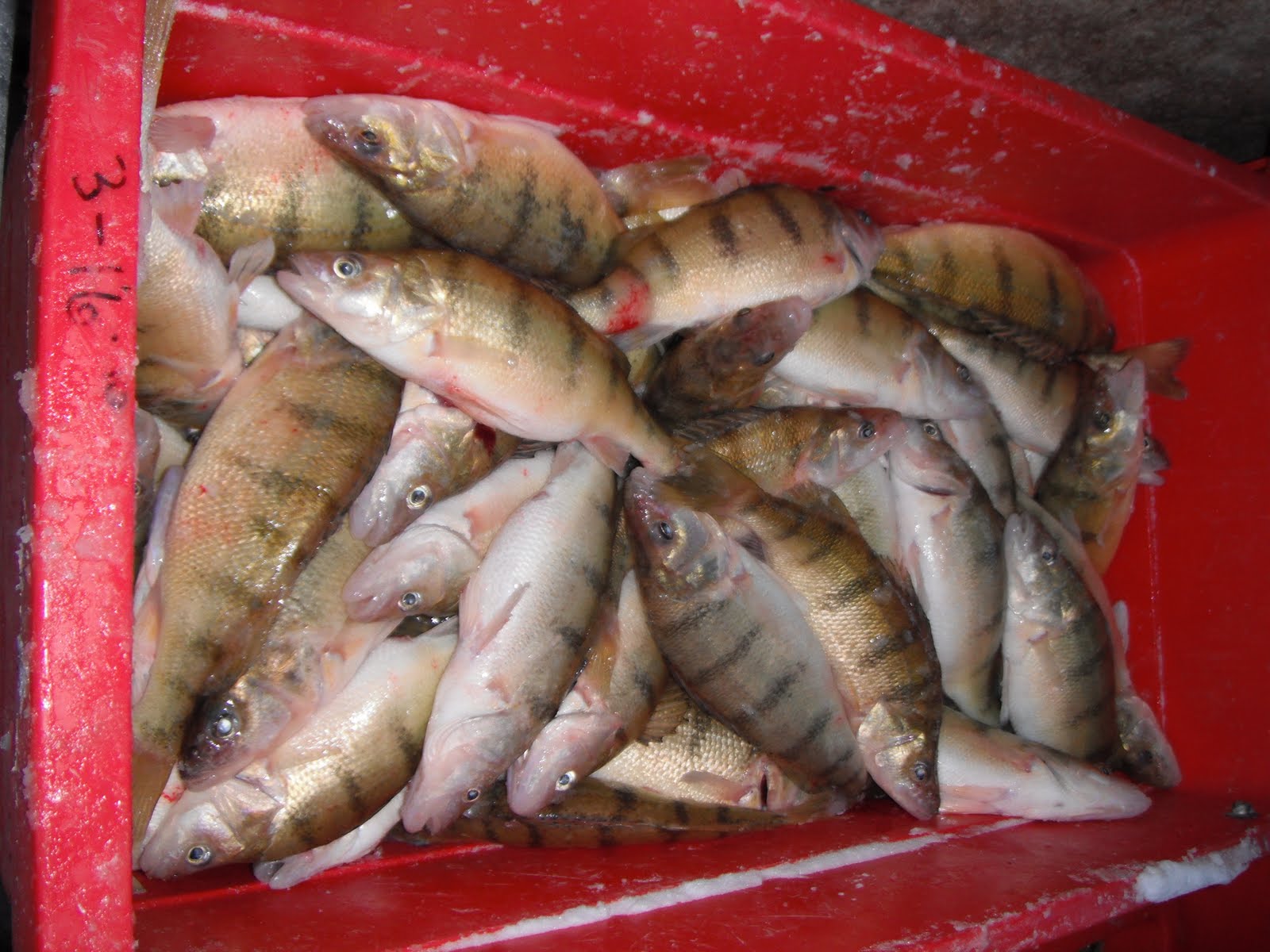 Catching fish and winning hockey games! | Amik Outposts