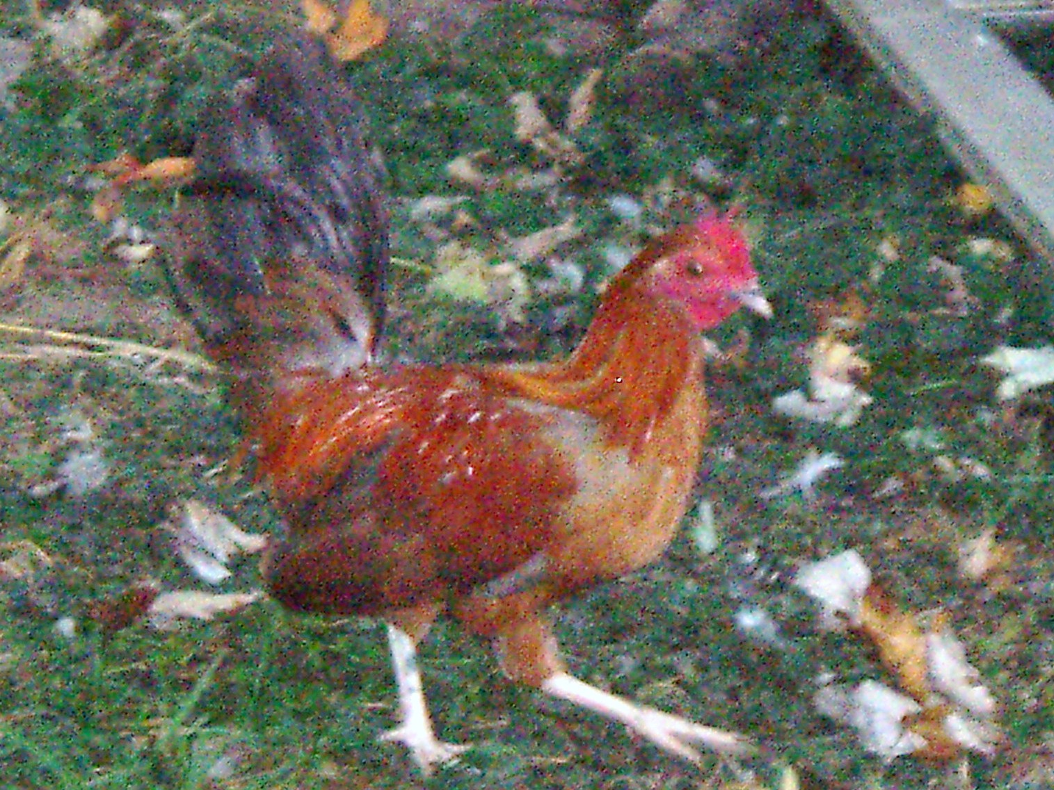 K&S Waterfowl: Project Cockerel, Nankins, New Hampshires & Call Ducks