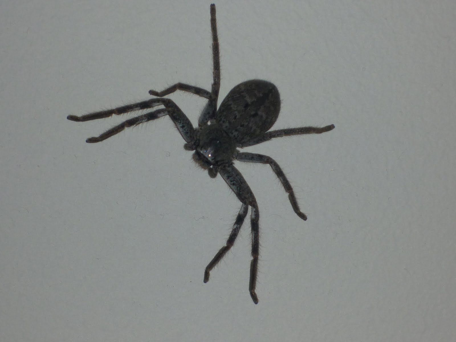 a tool for relocating spiders