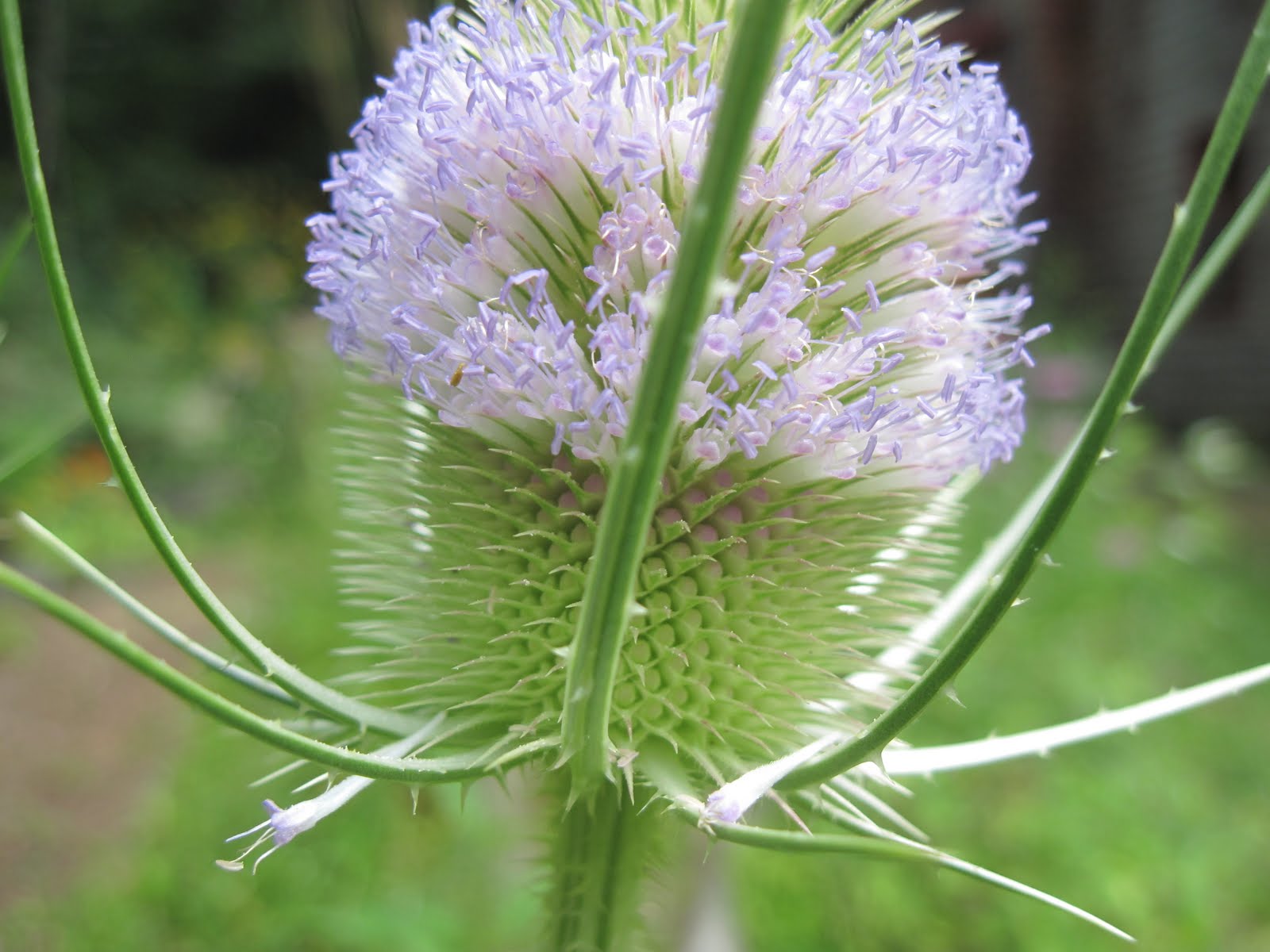 RavenWood Forest: Teasel Time in the Garden!