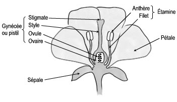 SVT-le Sauveur: 6èmes : Schémas de l'organisaton d'une fleur