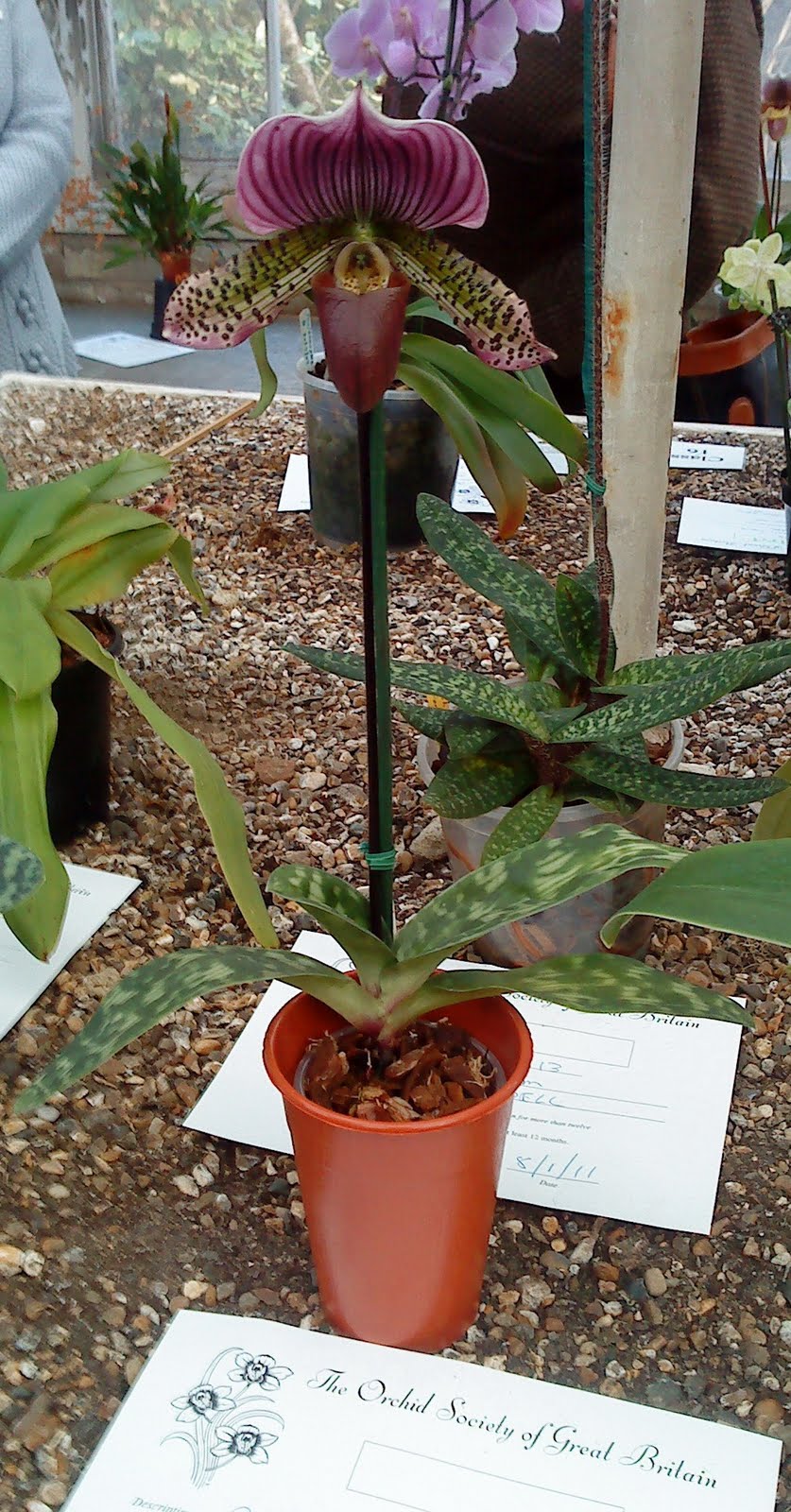 The Gardengoer: Spring Thoughts