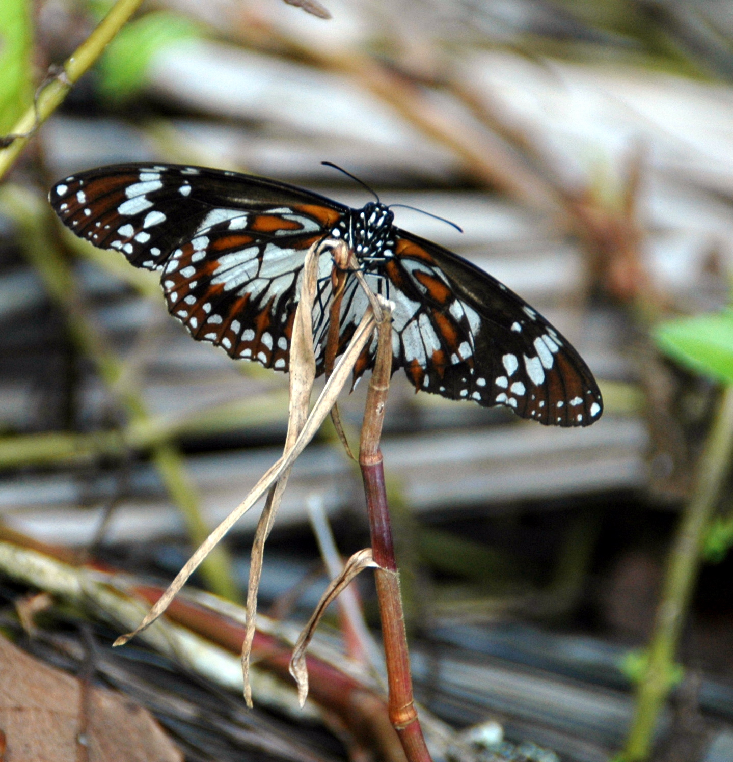 ARTEMIS: Butterfly