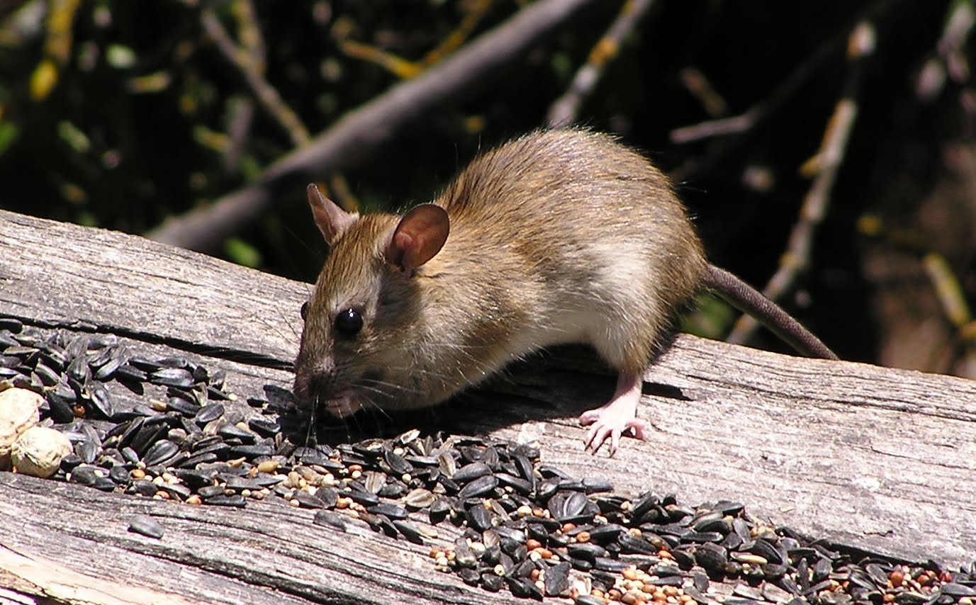 Perspective: The meek shall inherit the land