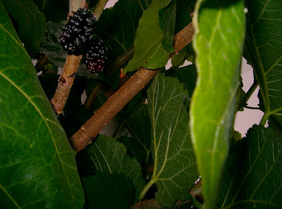 Sente a Natureza: Amora de árvore