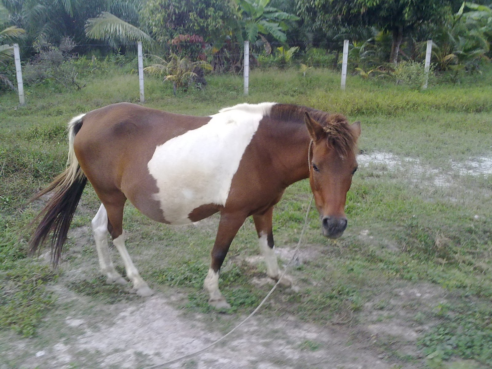 MSIBFE: Kuda & Kereta Kuda