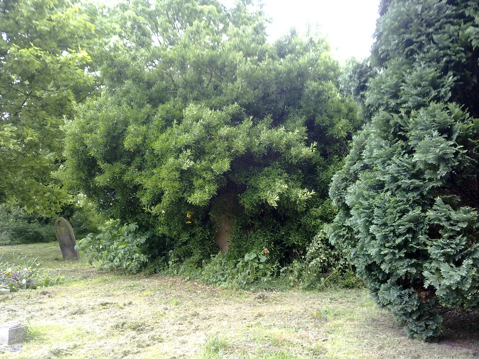 Notes from Kent's Hoo Peninsula: Church of St. Peter & St. Paul ...