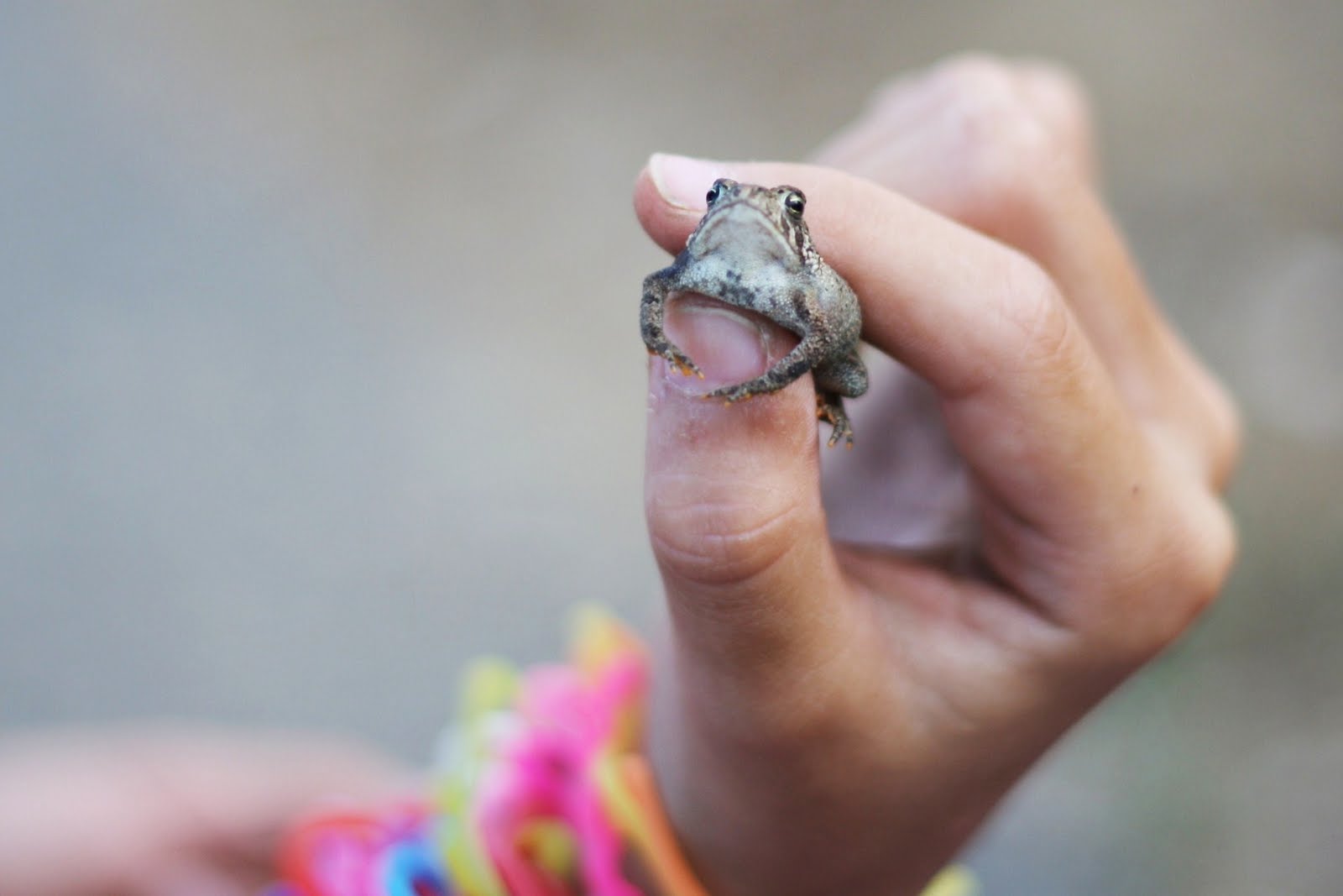 Our Treasures from Afar: Froggie Twins