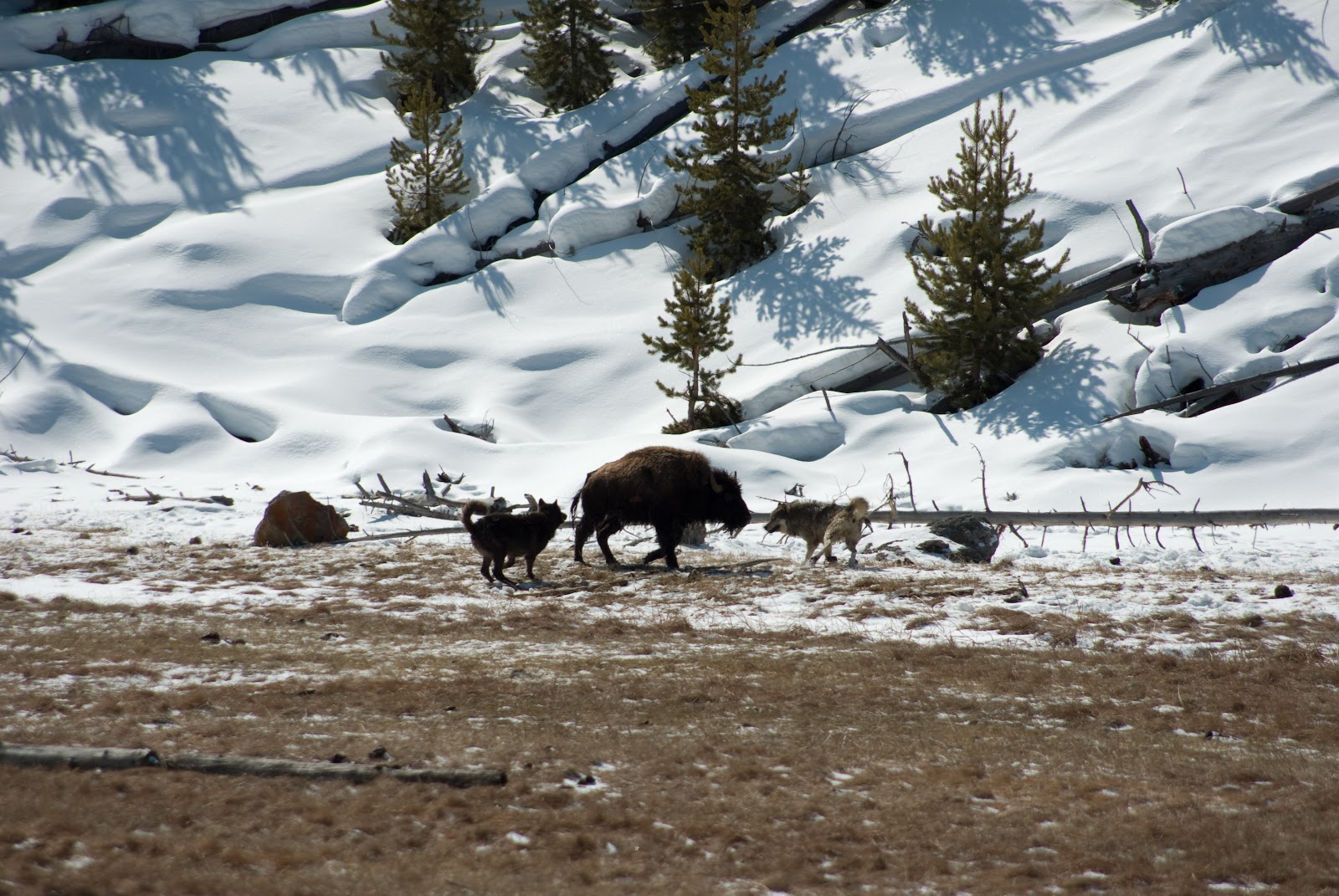 The Three Wolf-ateers