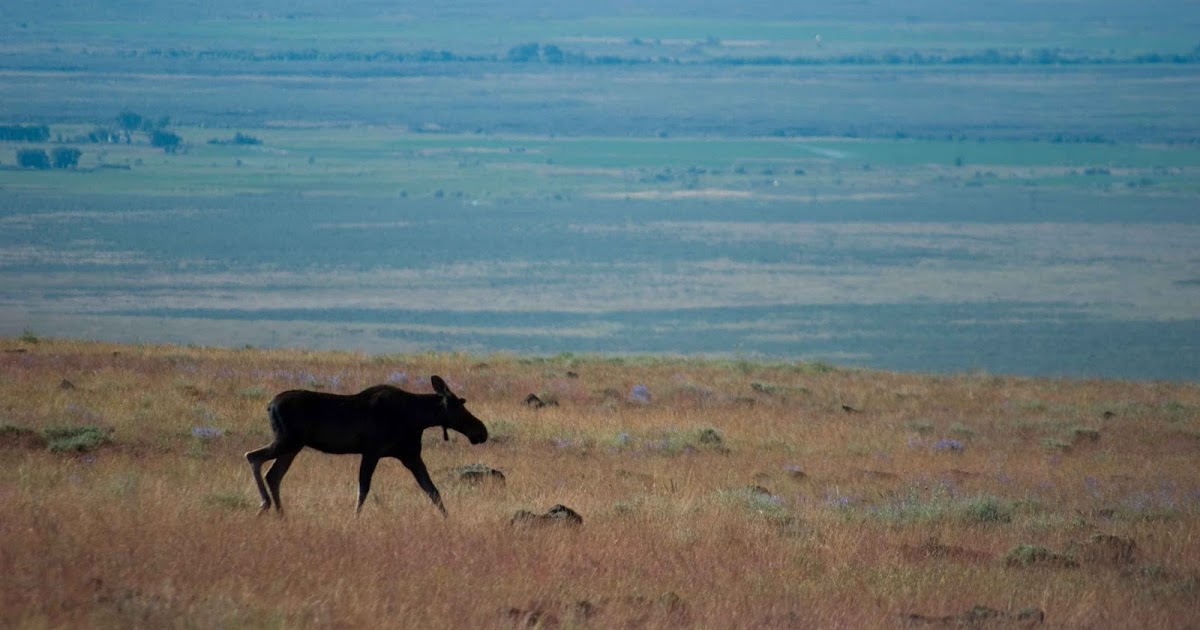 A Desert for a Moose to Wander