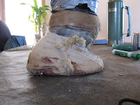 Barefoot Horse Blog: Contracted hoof, high heels, compacted sole