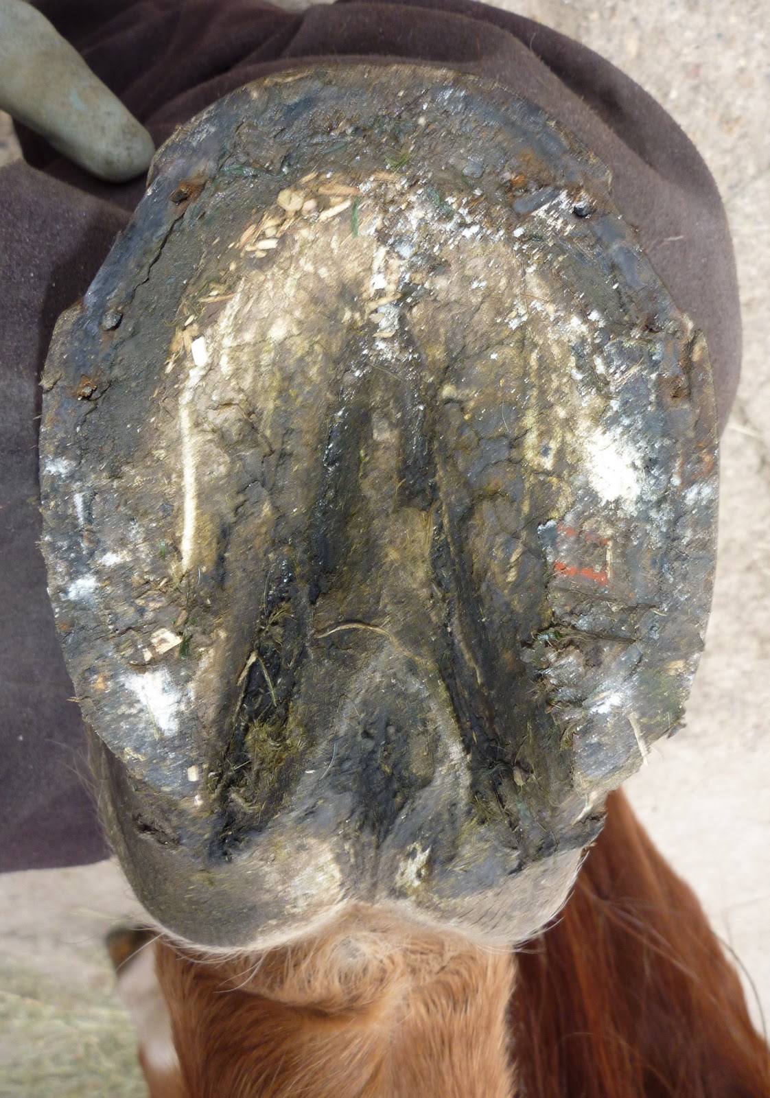 Barefoot Horse Blog: Contracted tall hooves