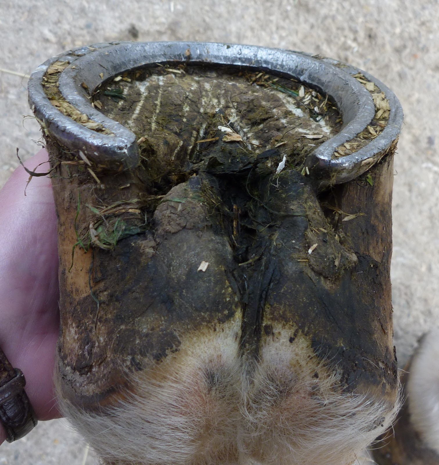 Barefoot Horse Blog: Contracted tall hooves