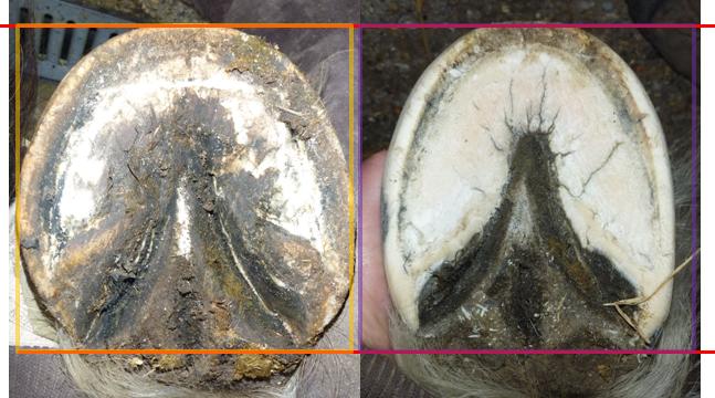 Barefoot Horse Blog: Let there be light part two - laminitic cob hind foot