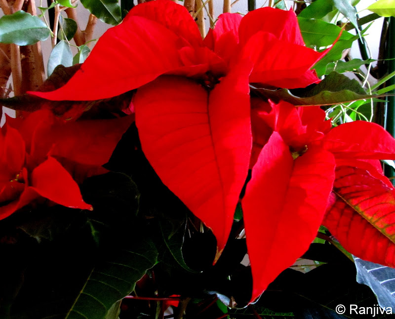 Le Poinsettia rouge : fleur de l'île rouge | Paysages et Fleurs au fil ...