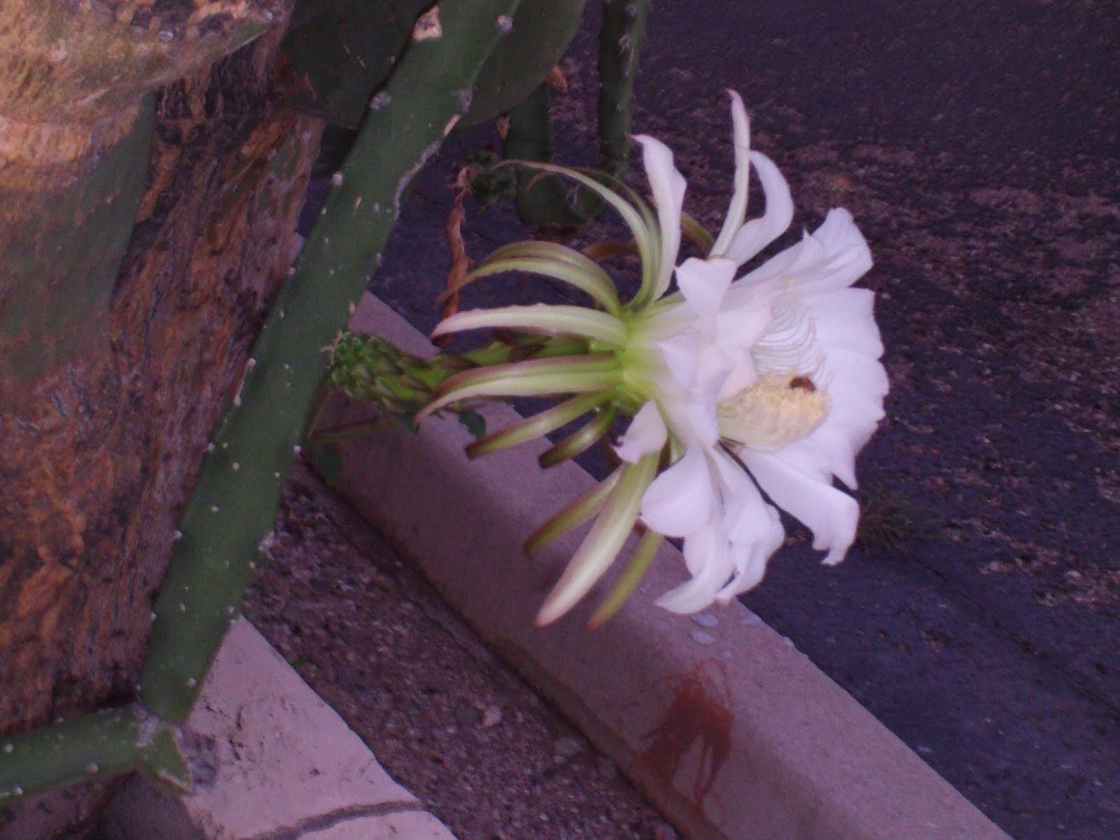 Las Aventuras Sexy Cactus