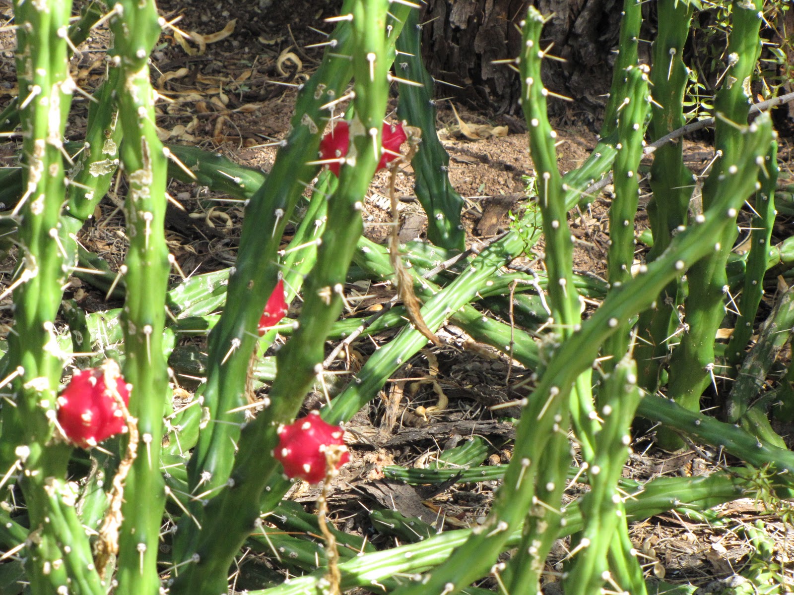 Las Aventuras: Harrisia Adscendens