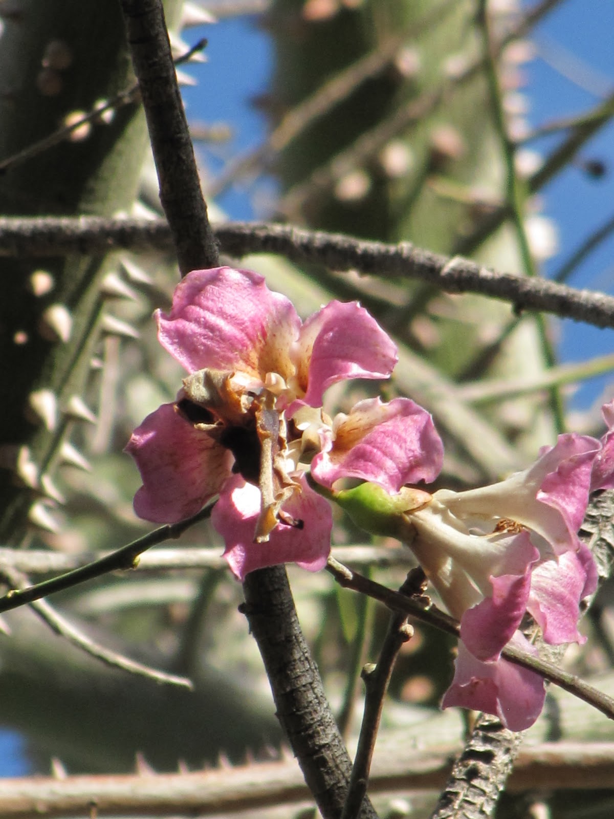 Las Aventuras: The Silk Floss Tree