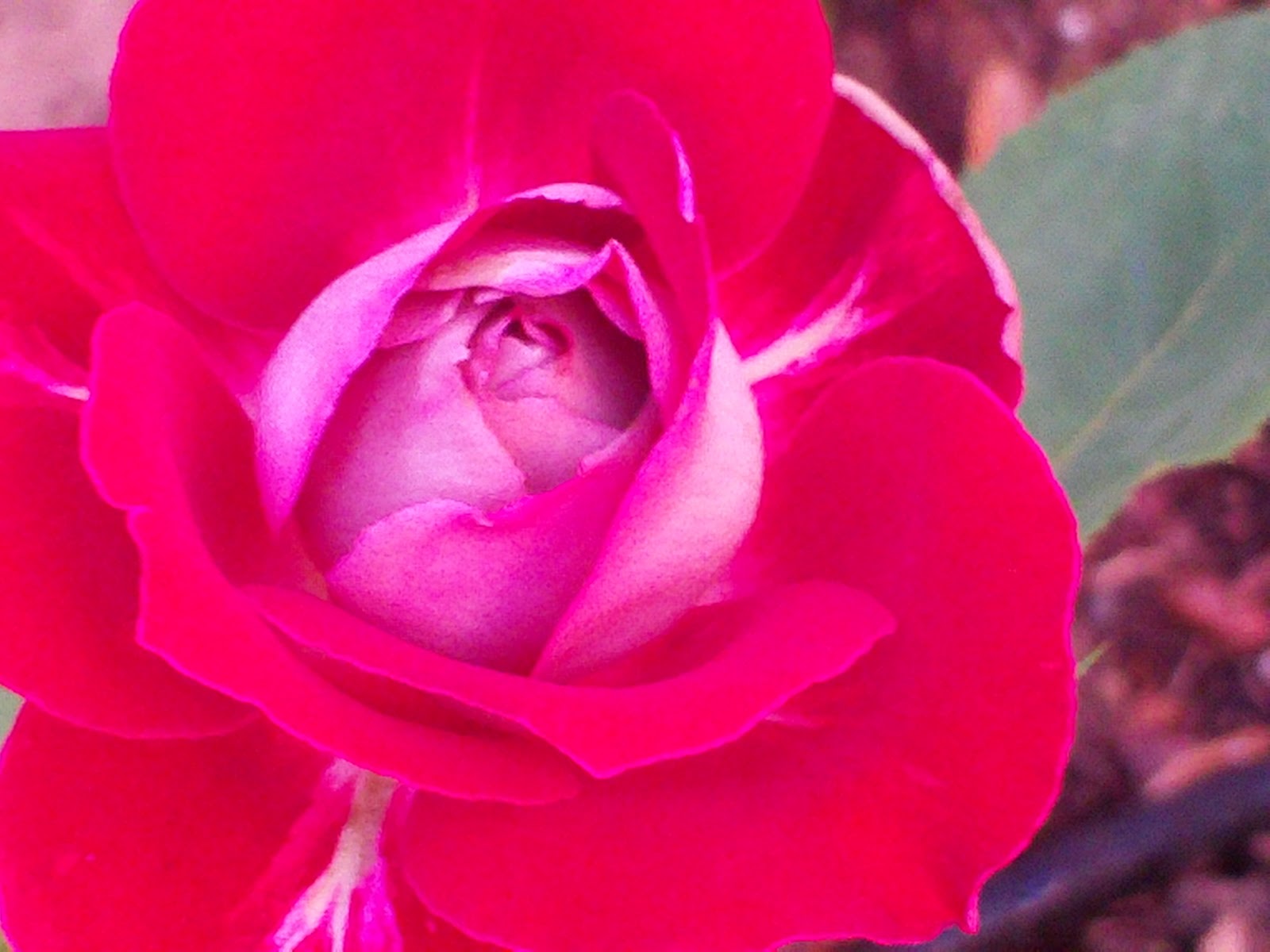 Las Aventuras: Hybrid Tea Roses
