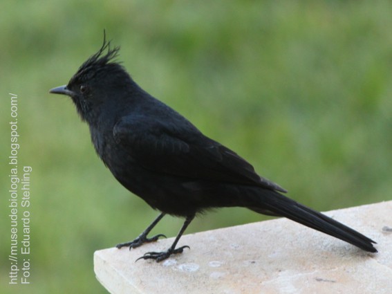 Museu Virtual de Biologia: Maria-preta-de-penacho