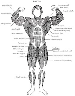 Group 4 Methods & Measurements on Pulling a Spring: Muscular Contraction