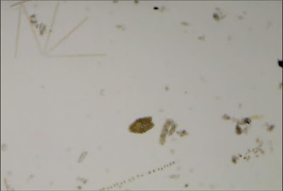 Encyclopedian Dictionary ( Akashiwo Sanguinea ): Akashiwo Sanguinea