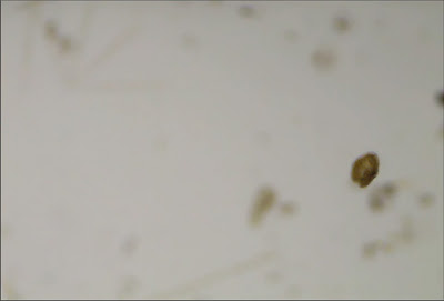 Encyclopedian Dictionary ( Akashiwo Sanguinea )