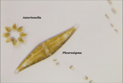 Encyclopedian Dictionary ( Pleurosigma )