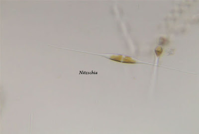 Encyclopedian Dictionary ( Nitzschia )