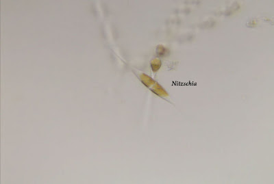 Encyclopedian Dictionary ( Nitzschia )