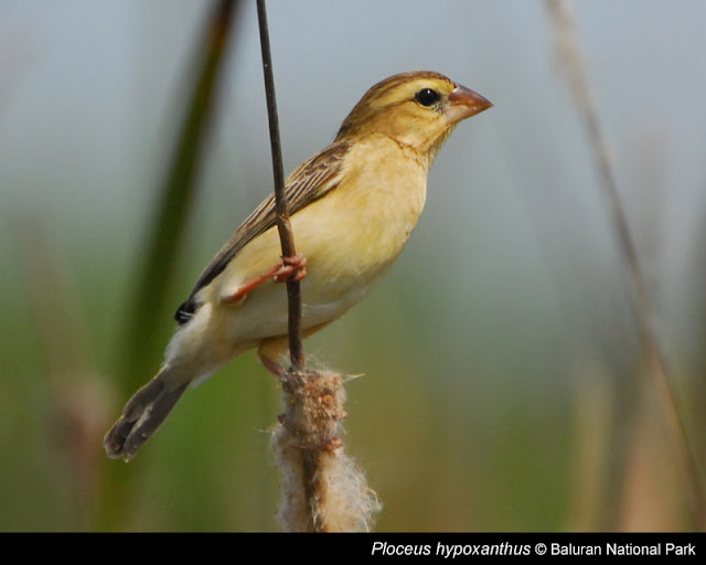 Daftar Nama dan Foto Macam-macam Jenis Burung Lokal Indonesia, Mulai ...