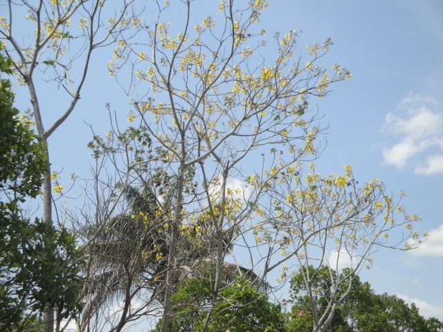 CENTRO MUNICIPAL DE MEMORIA eeri eeri FUENTEDEORO ( META): EL BOTOTO Y ...