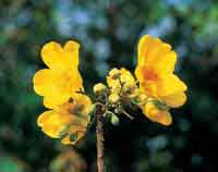 CENTRO MUNICIPAL DE MEMORIA eeri eeri FUENTEDEORO ( META): EL BOTOTO Y ...