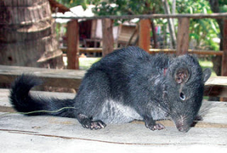 Impossible Kisses: Dino Rat