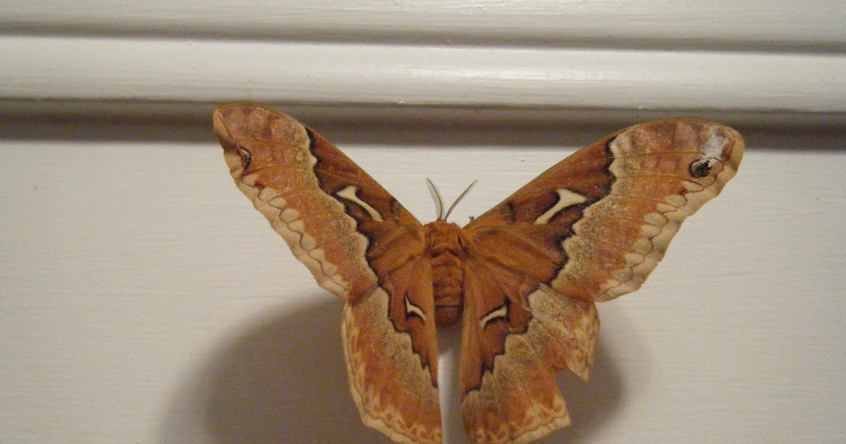 Full to Overflowing: Monster Moth