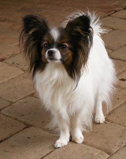 Road's End Papillons : Papillon Hair Growth