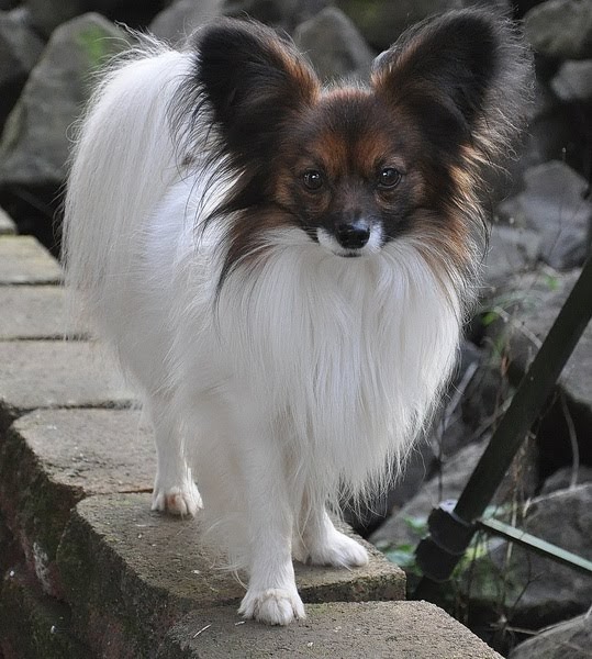 Road's End Papillons : Papillon Colors of Today