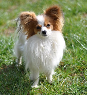 Road's End Papillons : Papillon Colors of Today